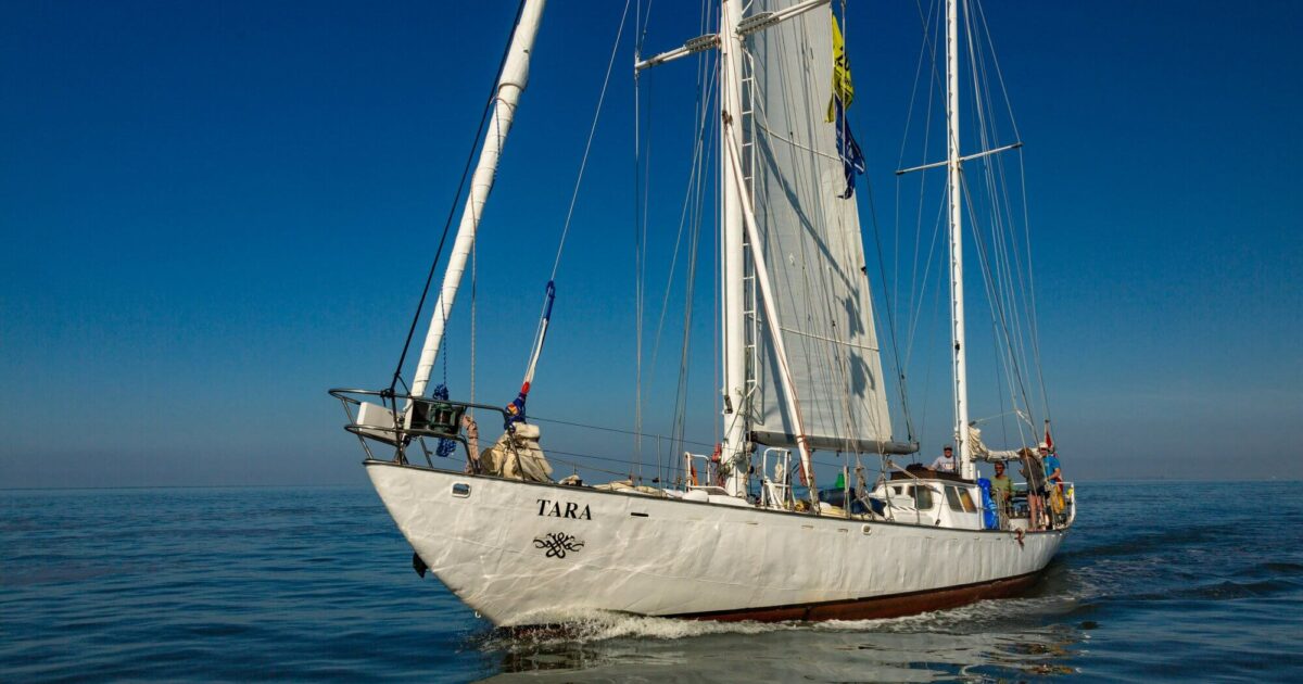 The Tall Ships Races Antwerpen